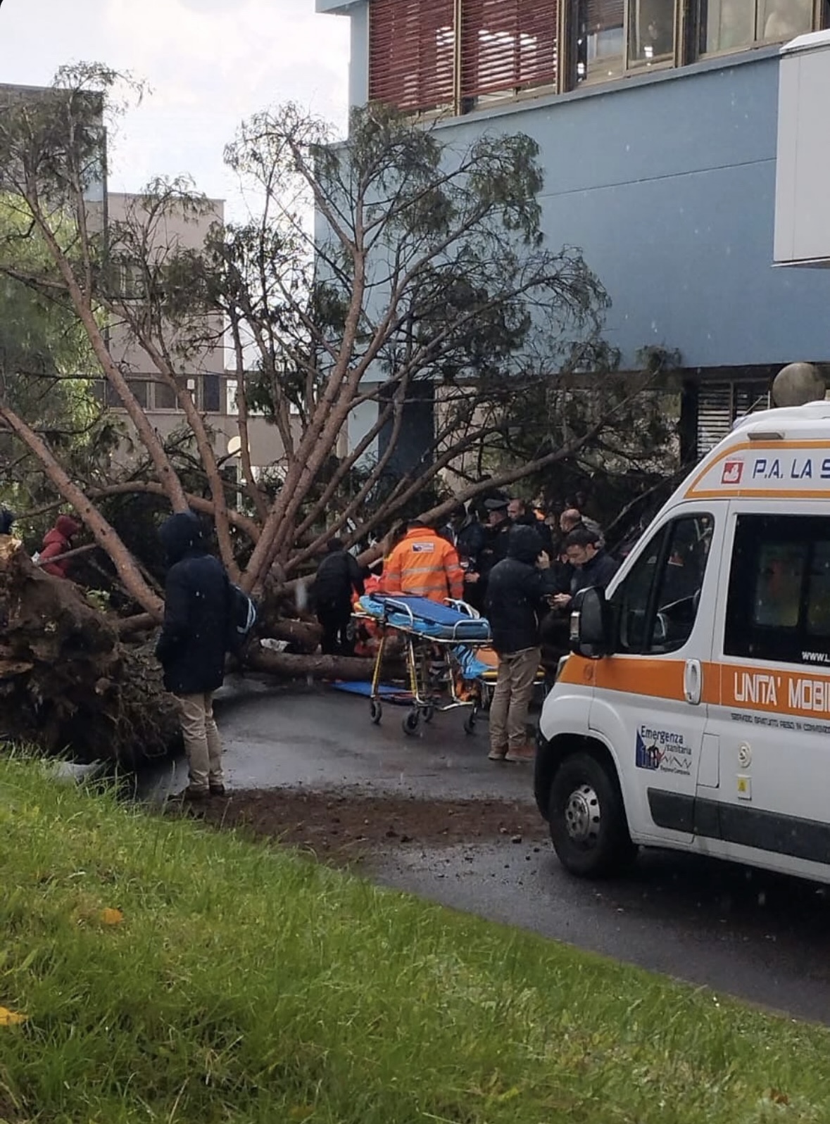 Albero caduto all’Università di Salerno: un agronomo svolgerà una ...