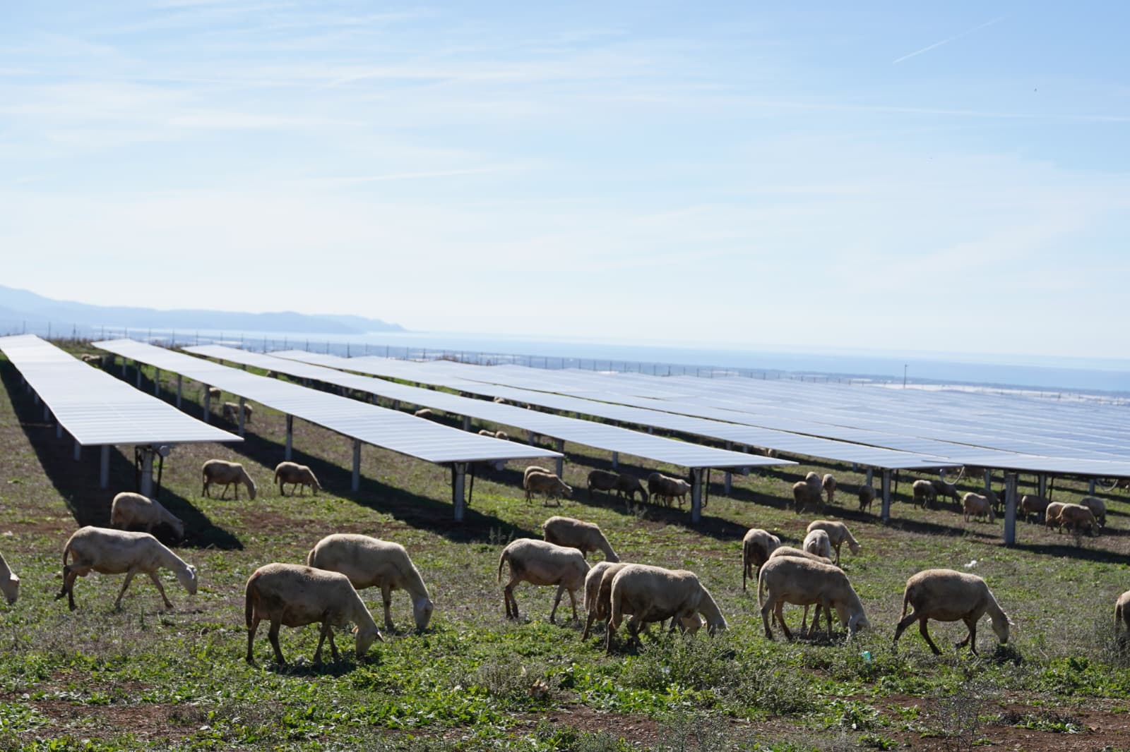 A Eboli ecco il primo l’impianto agrivoltaico in Italia con un parco ...
